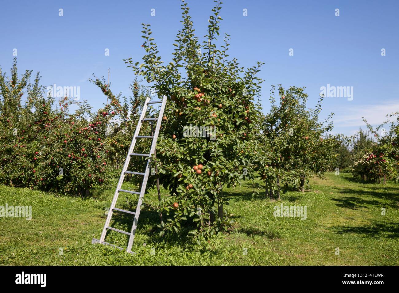 Apple plantation hi-res stock photography and images - Alamy