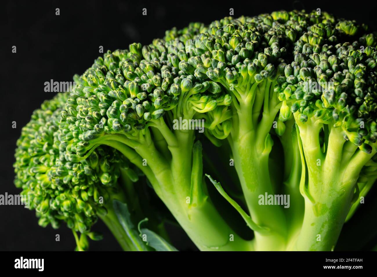 Broccoli - nutritious tree. macro photo of a broccoli branch Stock ...