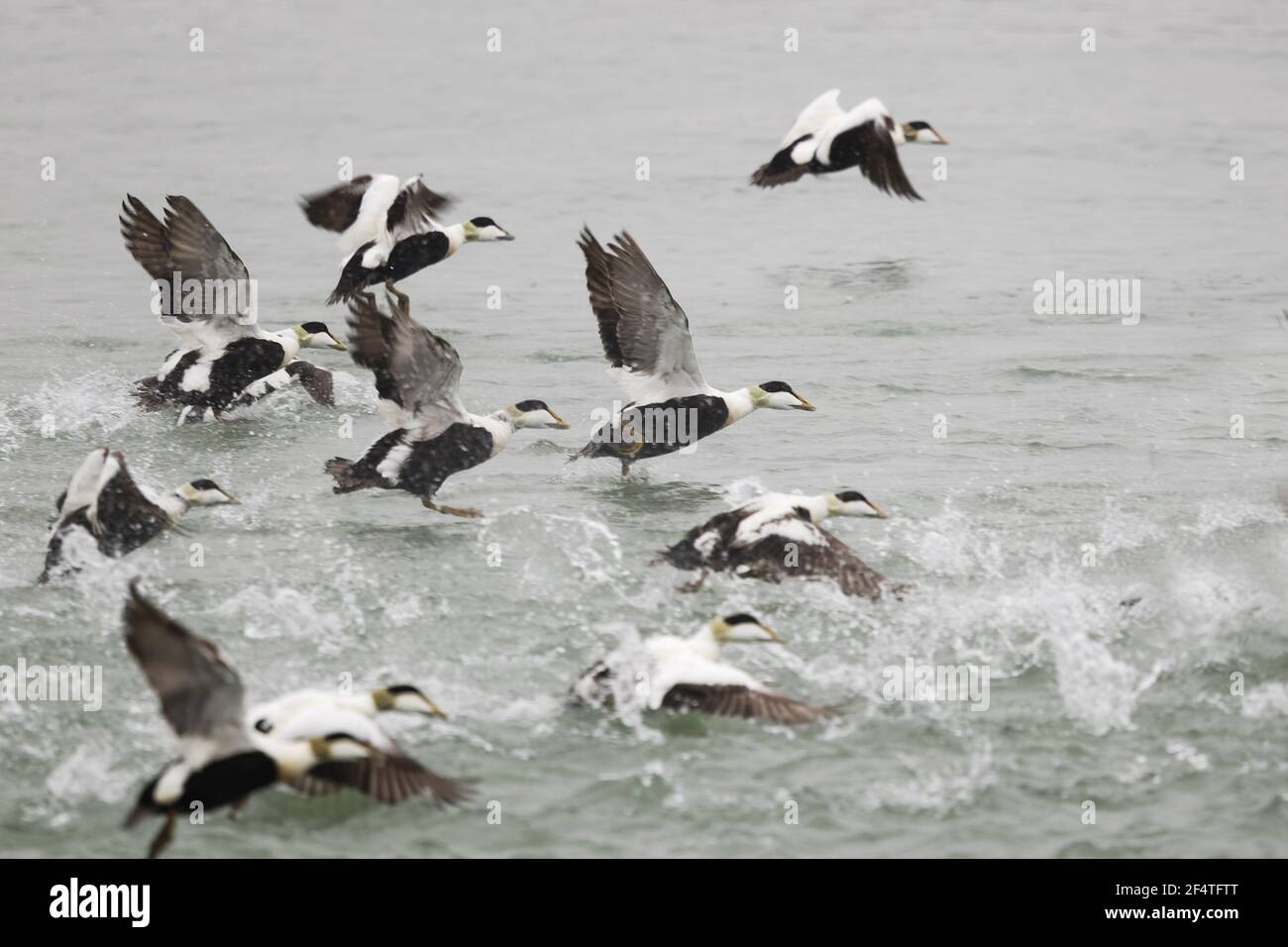 Eider taking flight hi-res stock photography and images - Alamy
