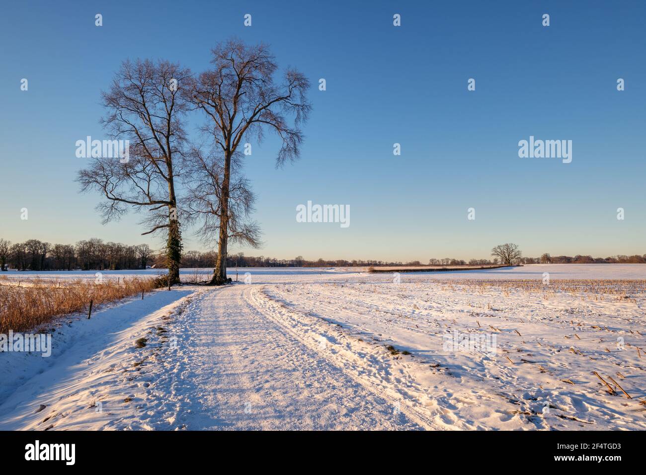 Dutch winter landscape near the village of Delden, in the eastern part ...