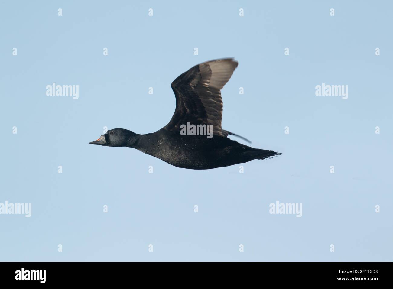 Surf Scoter Flying