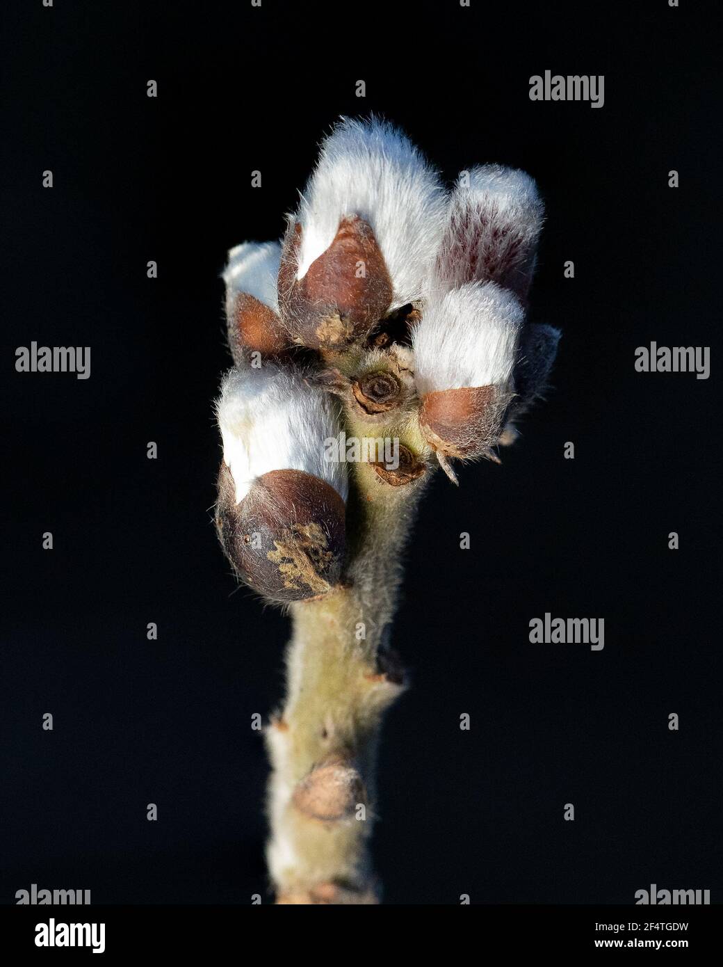 Catkin in bloom hi-res stock photography and images - Alamy