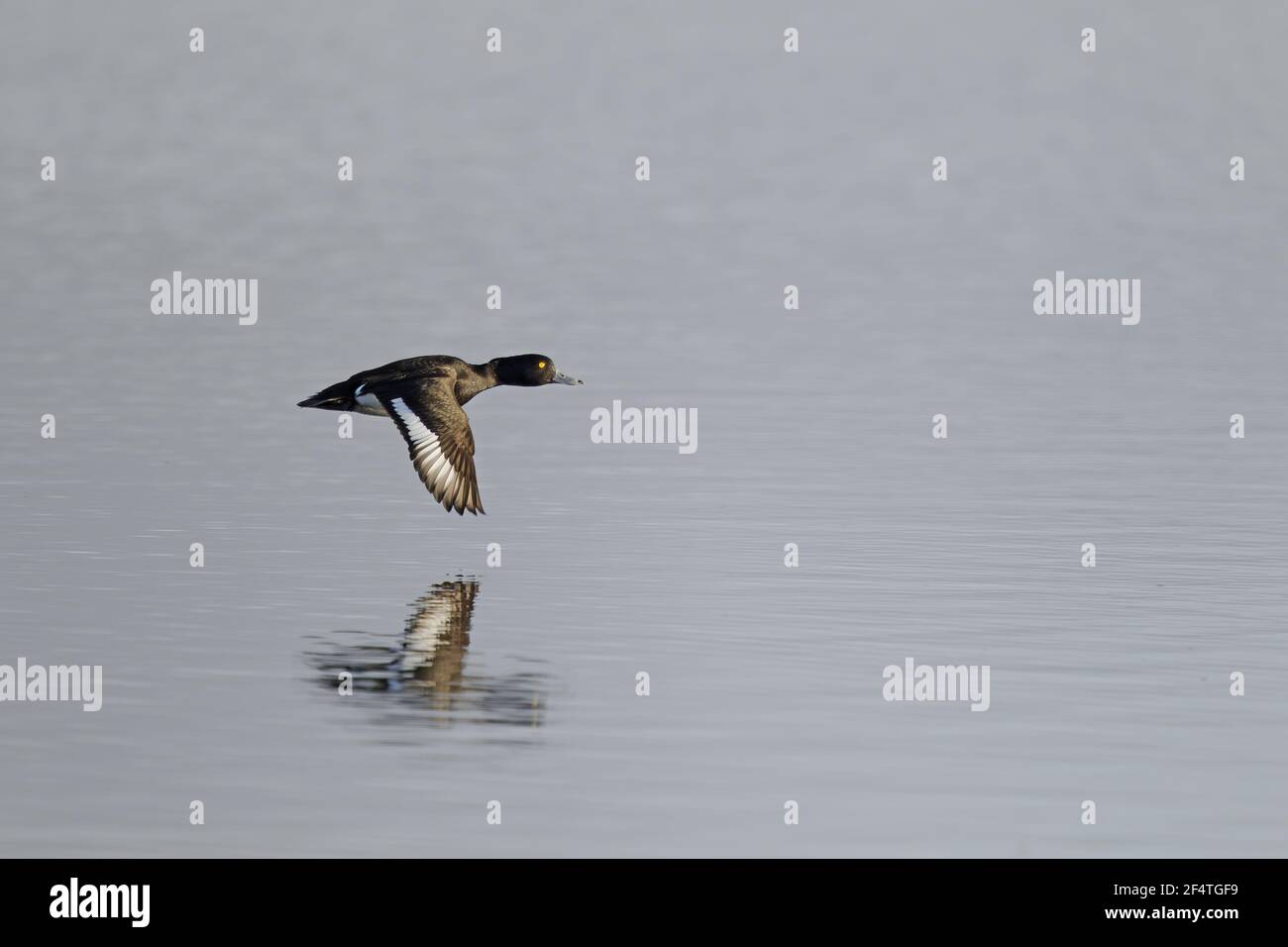 Duck flying over water hi-res stock photography and images - Alamy