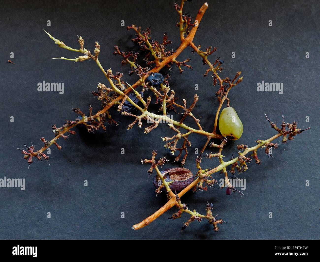 22 Mar 2021 Grape stems after an Eaten bunch of grapes. The remaining ...