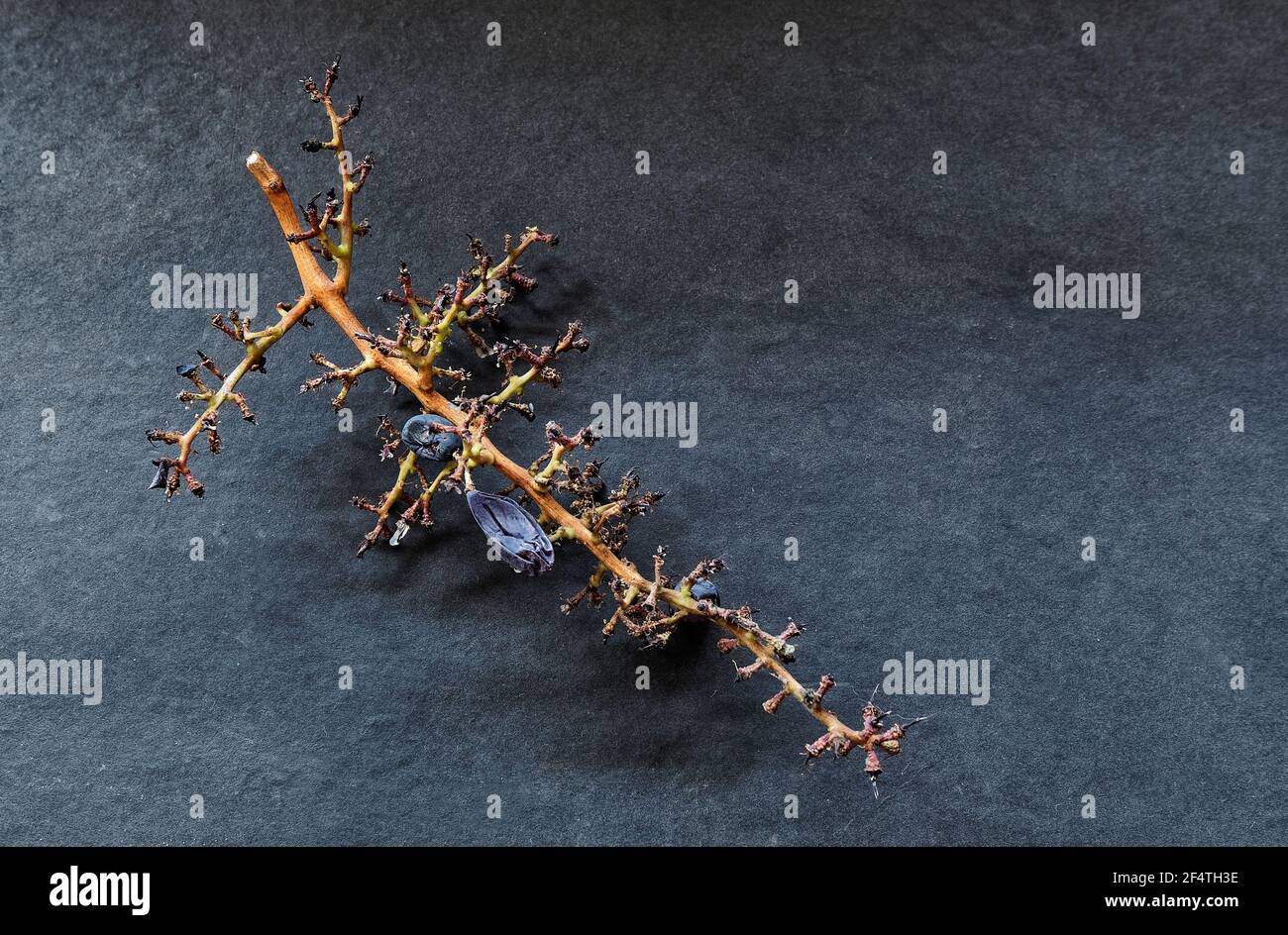 22 Mar 2021 Grape stems after an Eaten bunch of grapes. The remaining ...