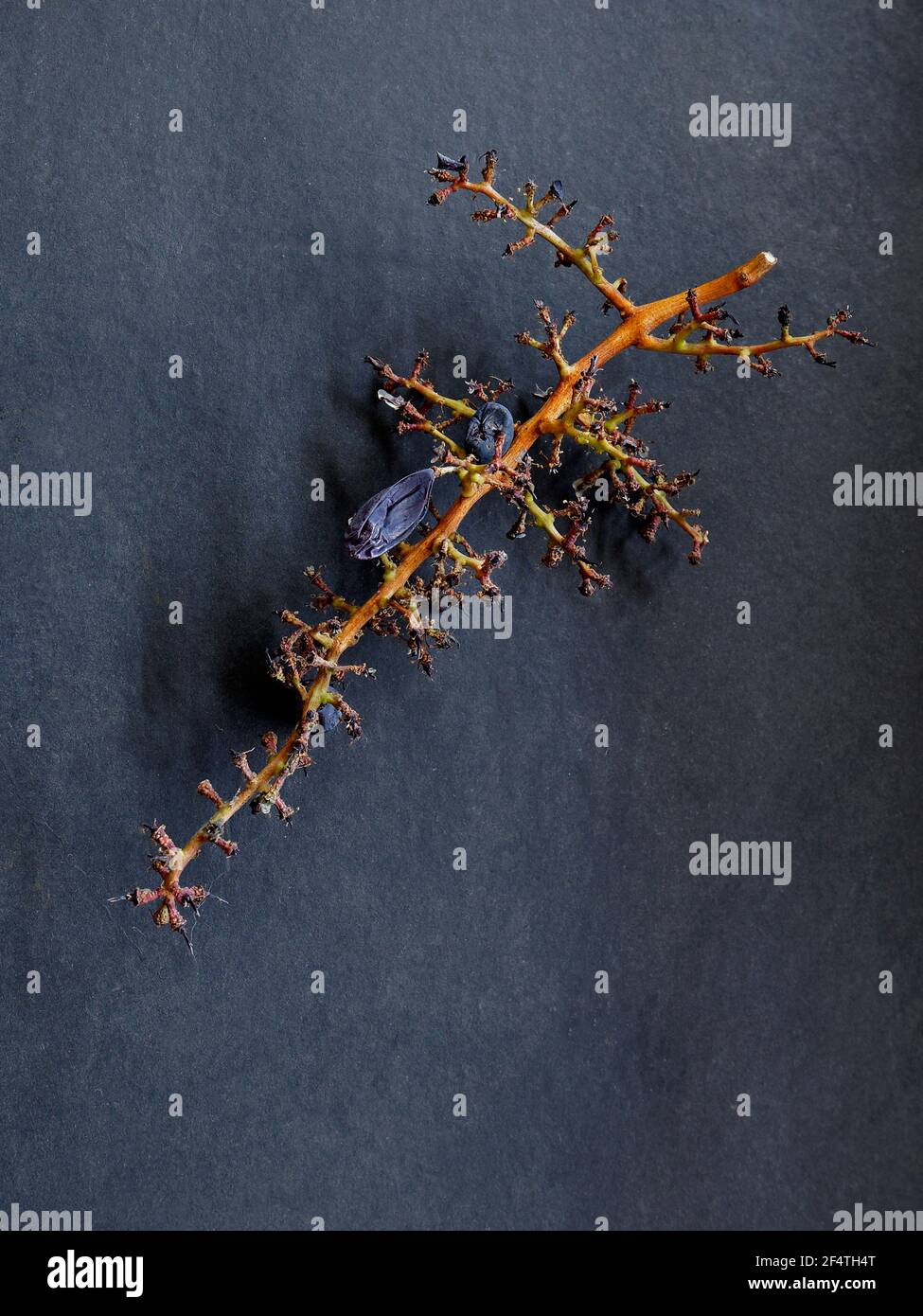 22 Mar 2021 Grape stems after an Eaten bunch of grapes. The remaining ...