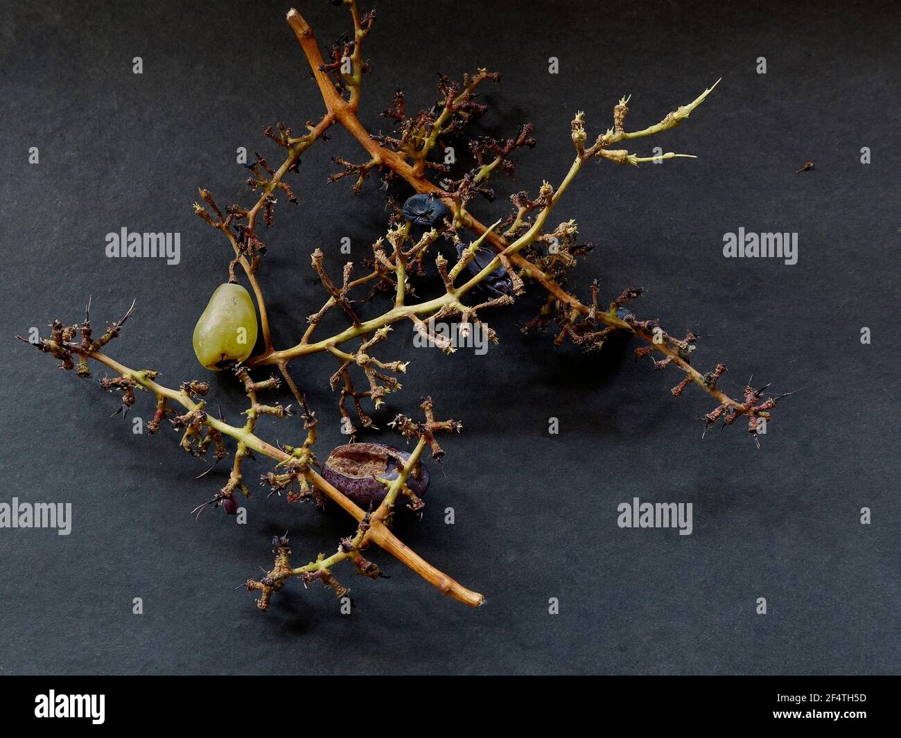 Lateral stems of a grape hi-res stock photography and images - Alamy