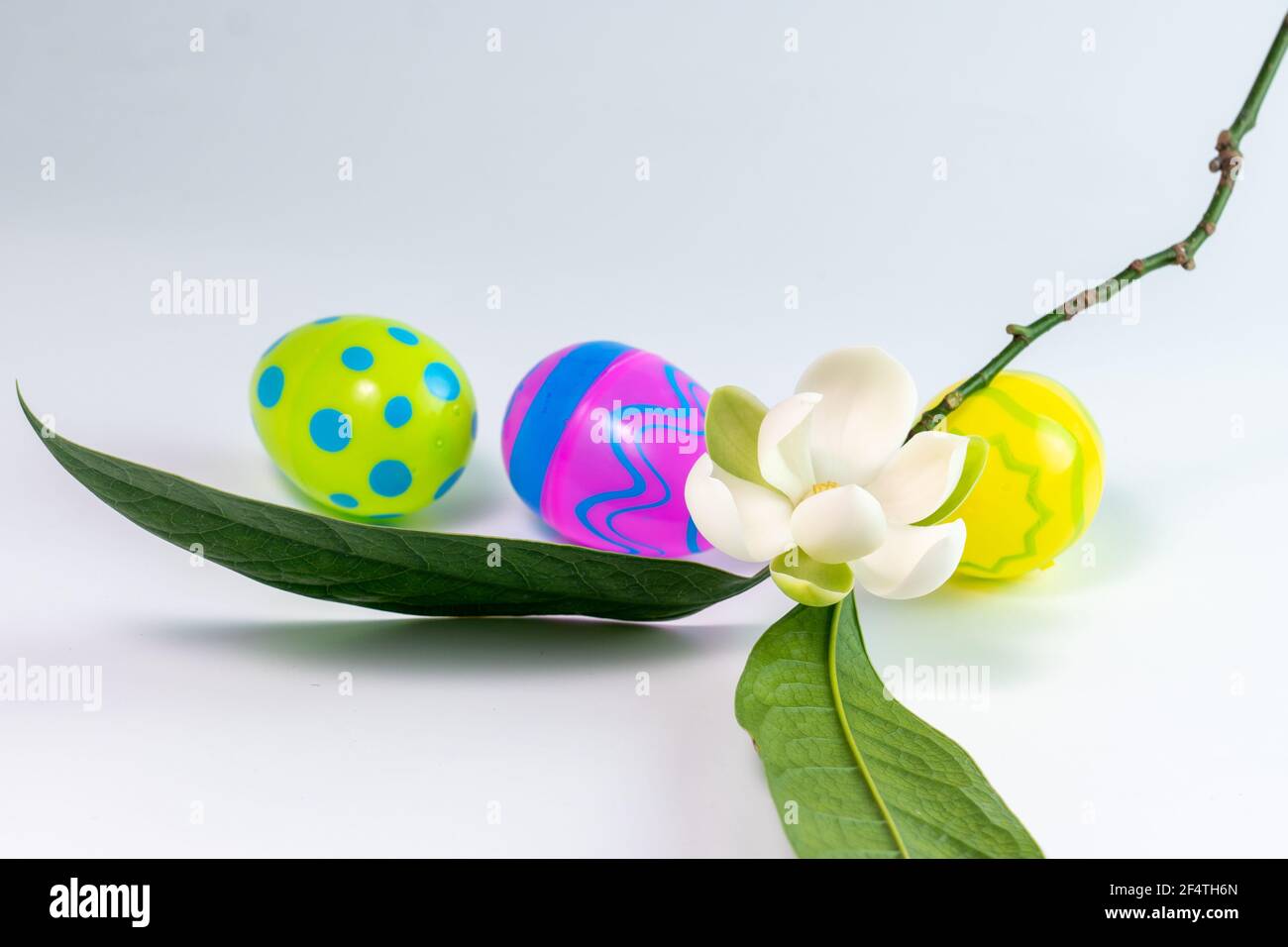 White magnolia flower (Magnolia grandiflora) and colors of easter eggs ...