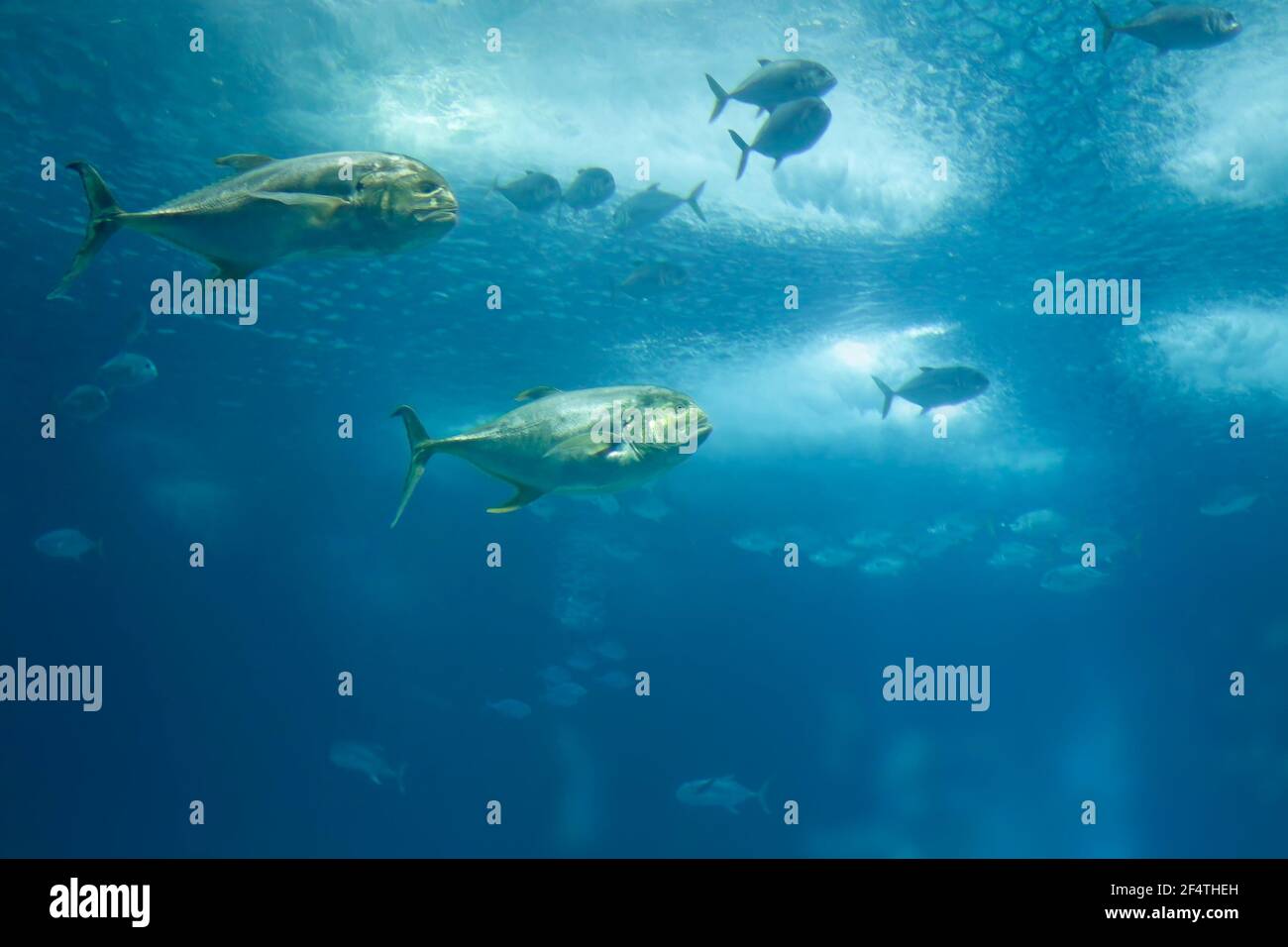 Xareu fish hi-res stock photography and images - Alamy