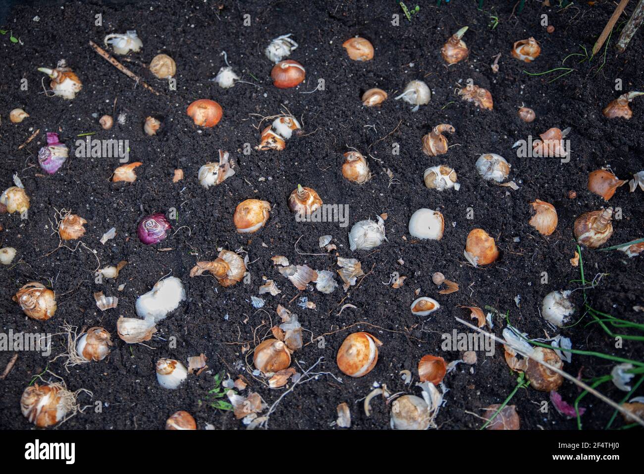 Gardener planting bulbs in hi-res stock photography and images - Alamy