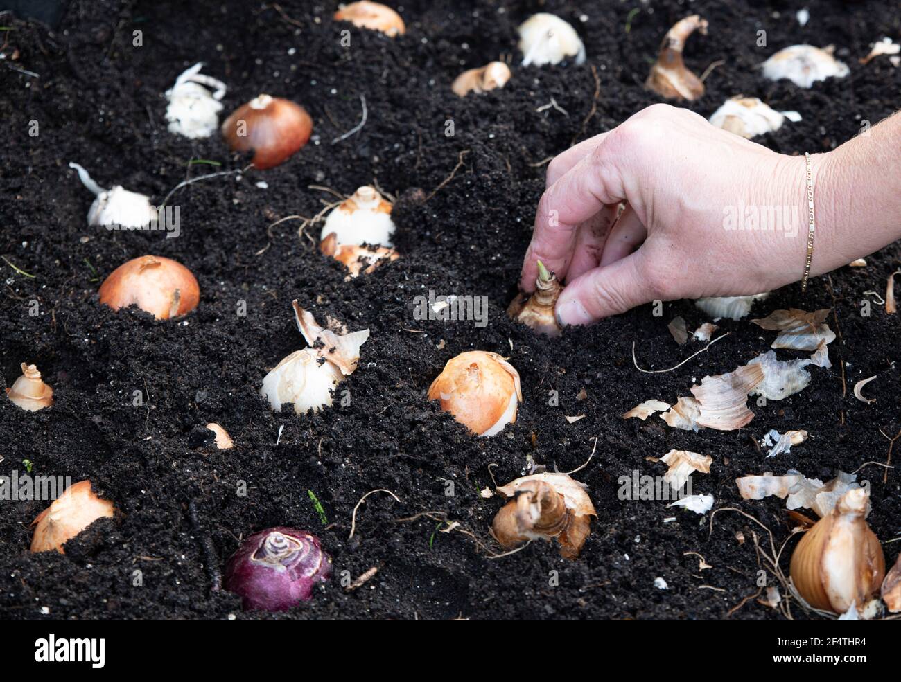 planting flower bulbs in garden Stock Photo - Alamy