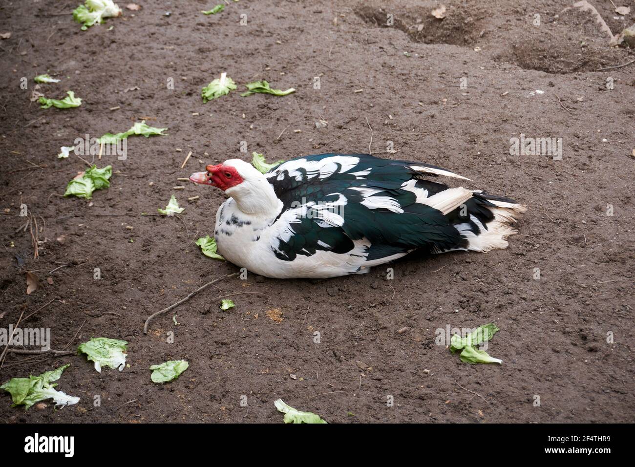 Muscovy duck on a farm Stock Photo - Alamy