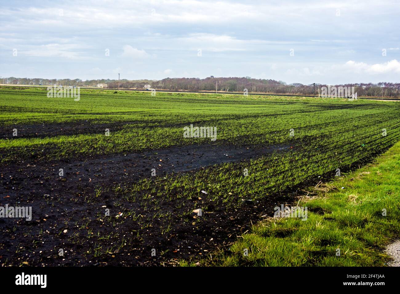 Crops growing in a Lancashire field Stock Photo - Alamy
