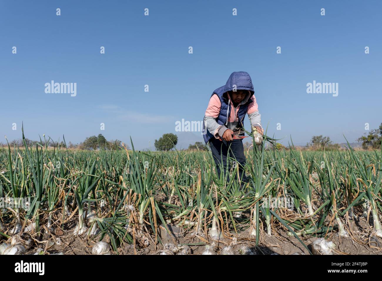 Mexican farmer on an agricultural field; cultivation and harvest of ...