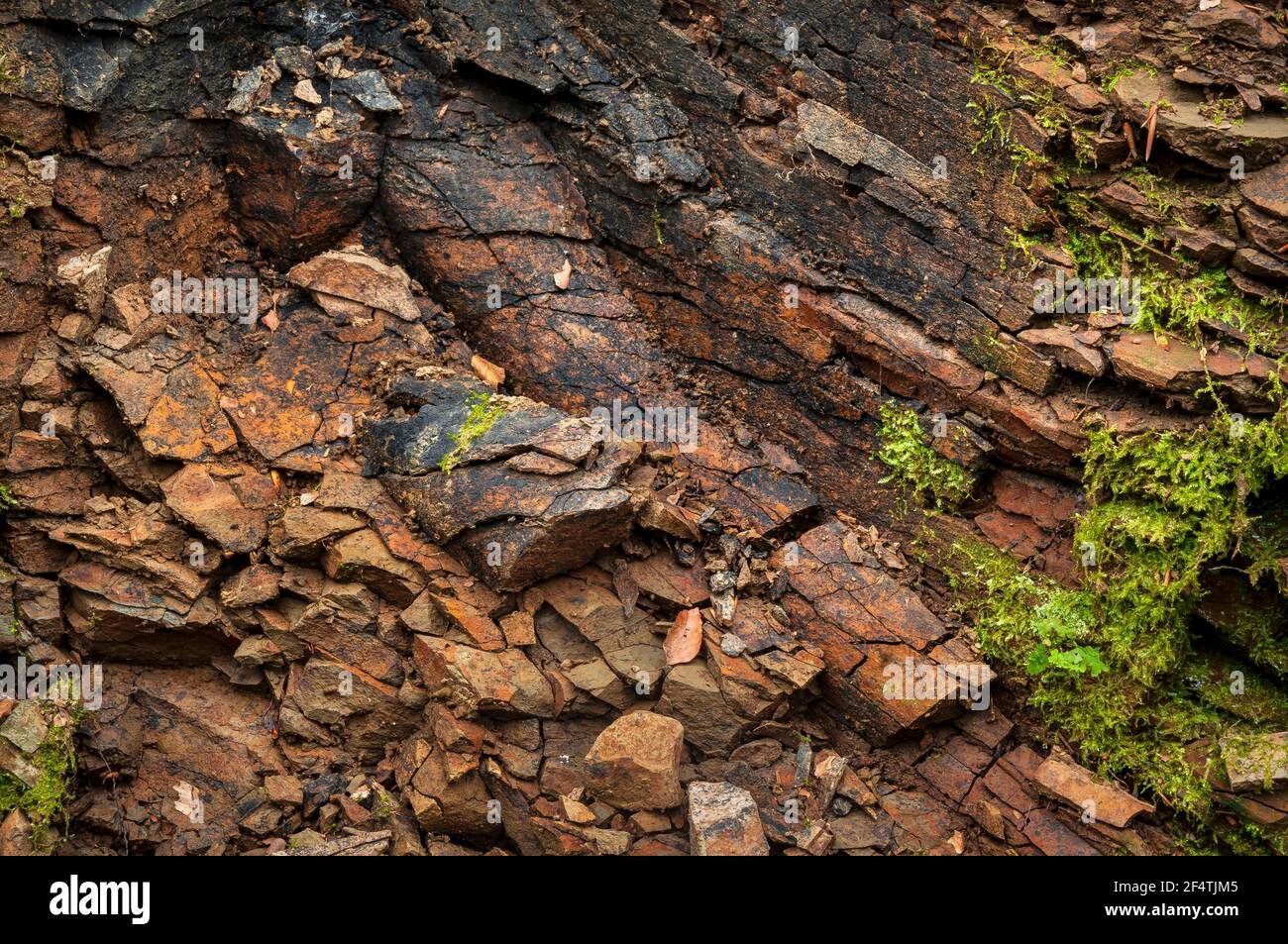Fossil Tree Stump High Resolution Stock Photography and Images - Alamy