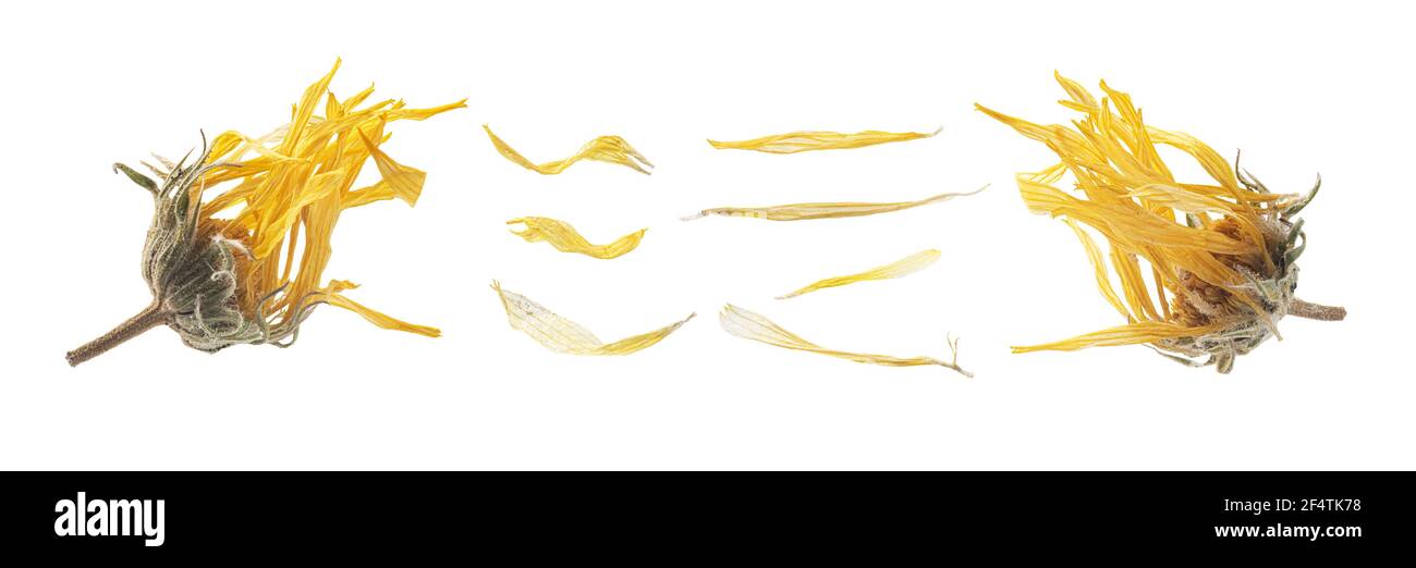 A set of dry dandelion flowers. Isolated on a white background Stock ...