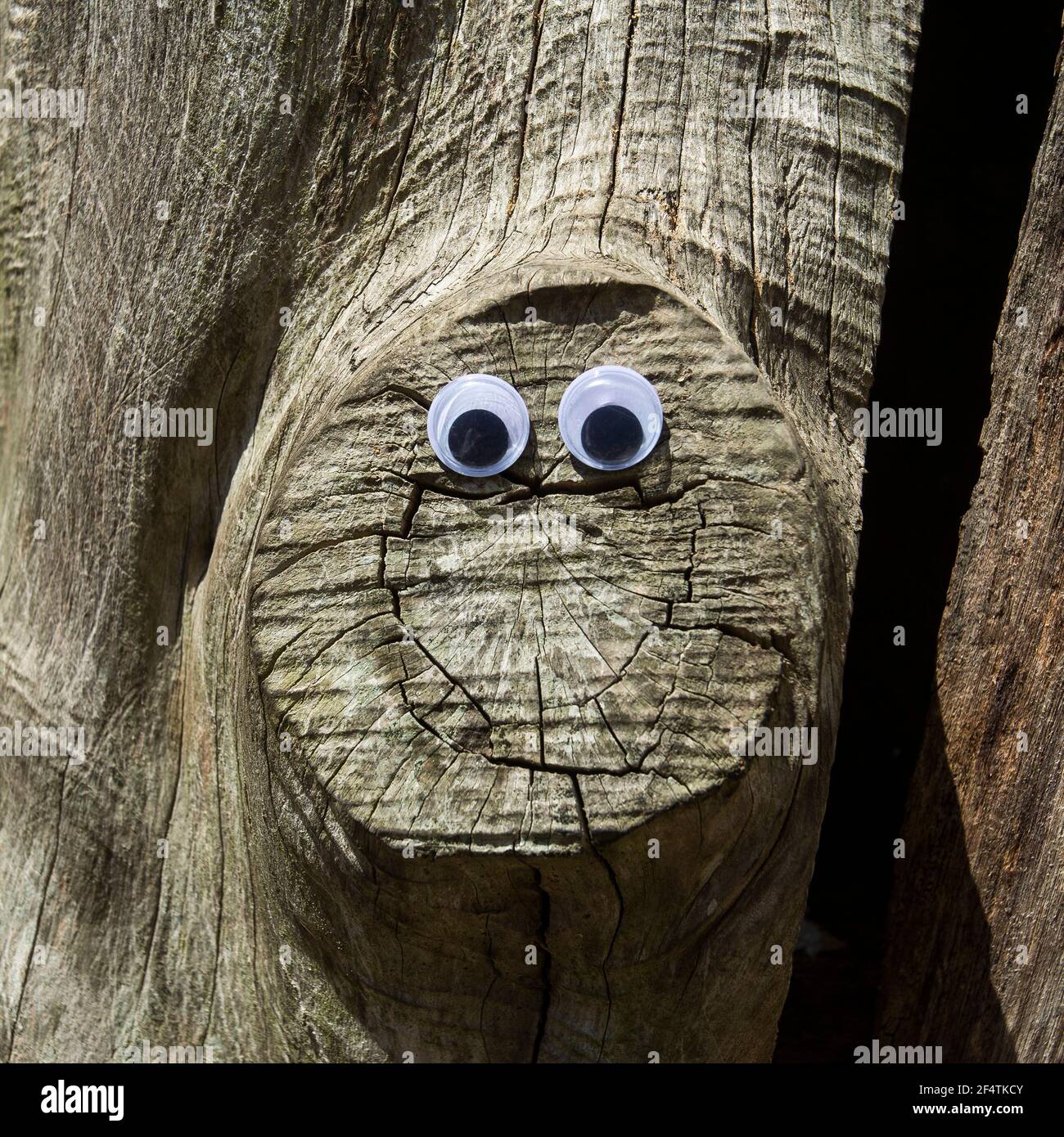 Crazy googly eyes - Creative expression with googly eyes Stock Photo ...