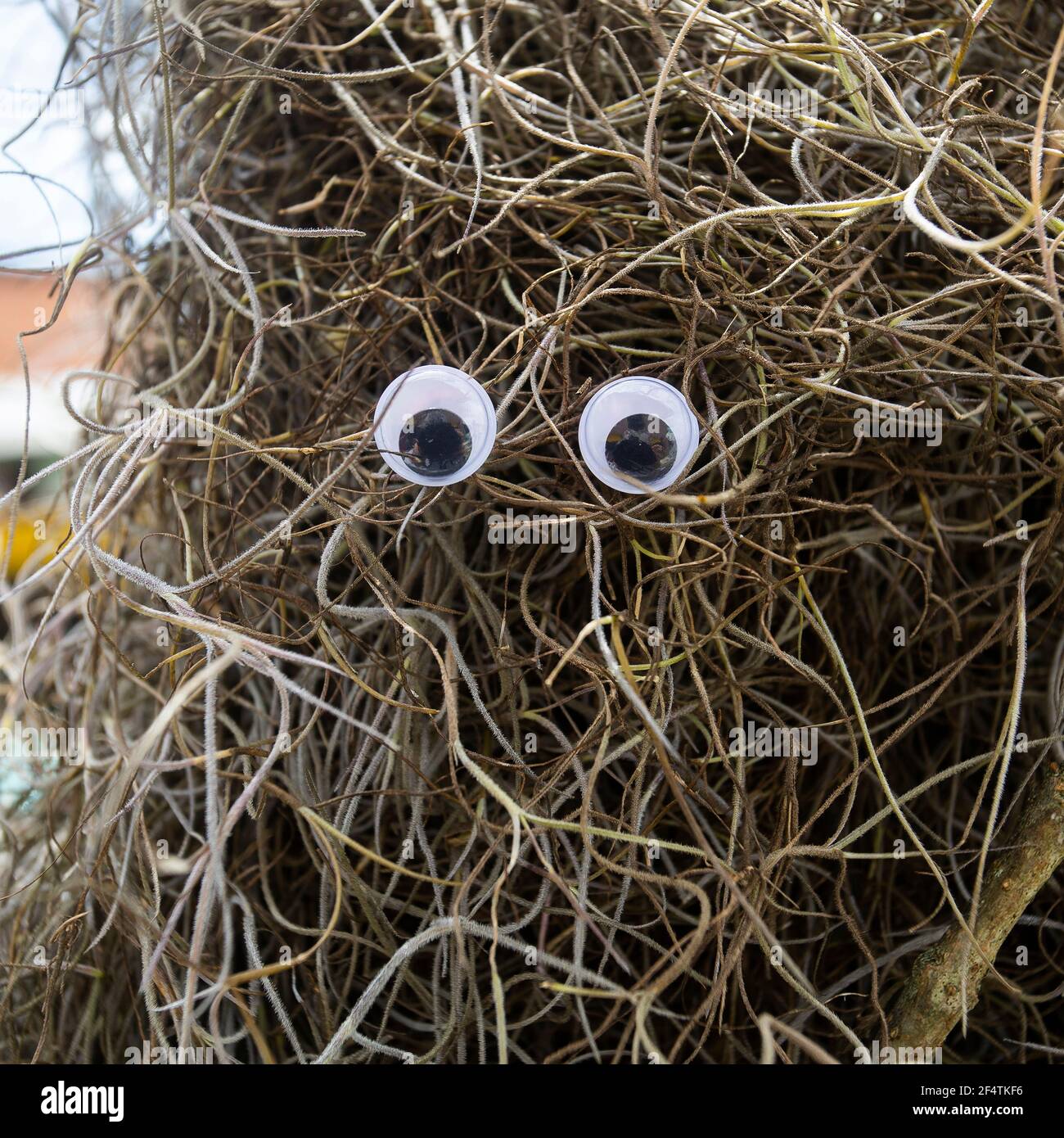 Crazy googly eyes - Creative expression with googly eyes Stock Photo ...