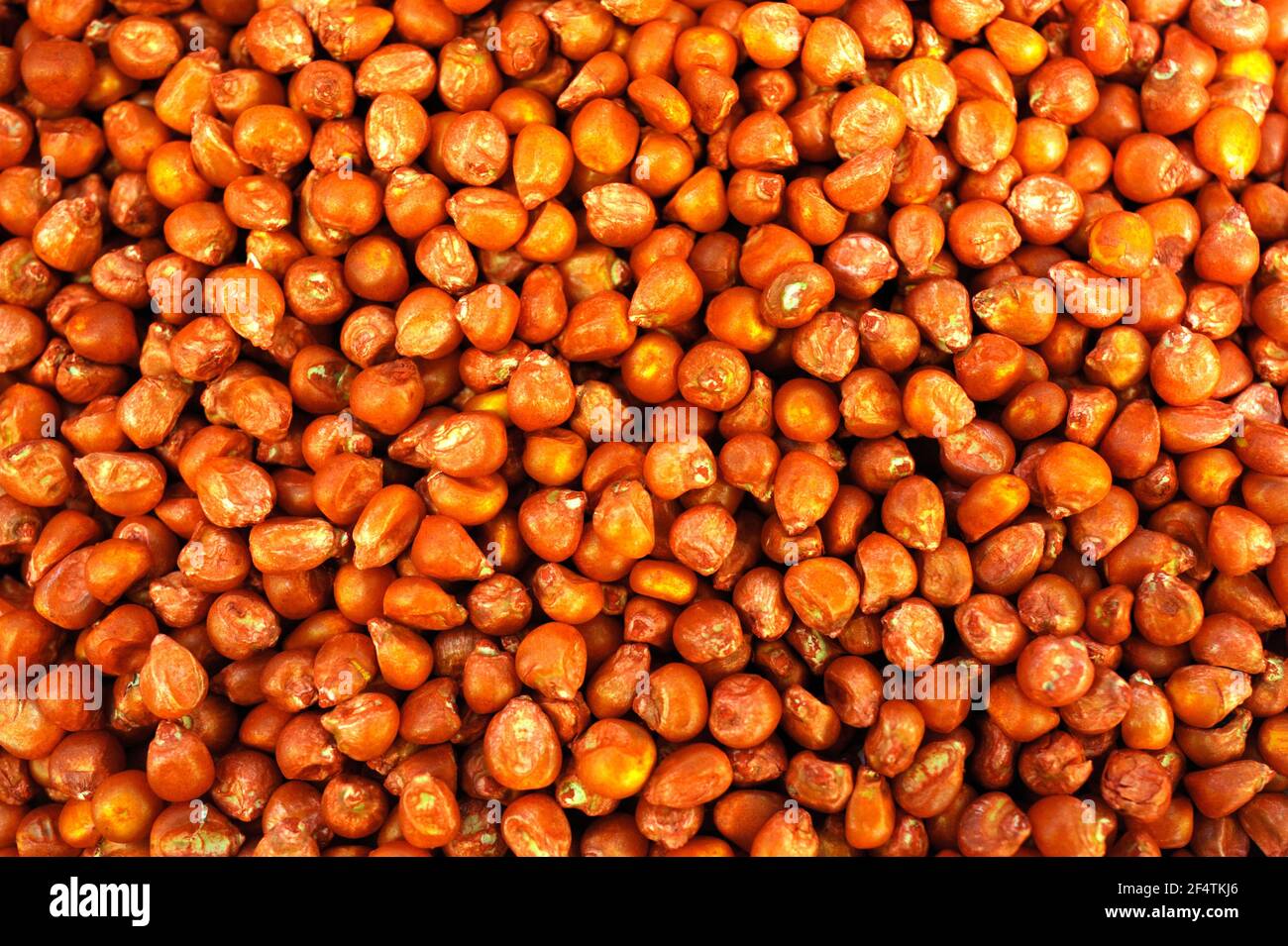 Corn seeds scattered on a soil Stock Photo - Alamy