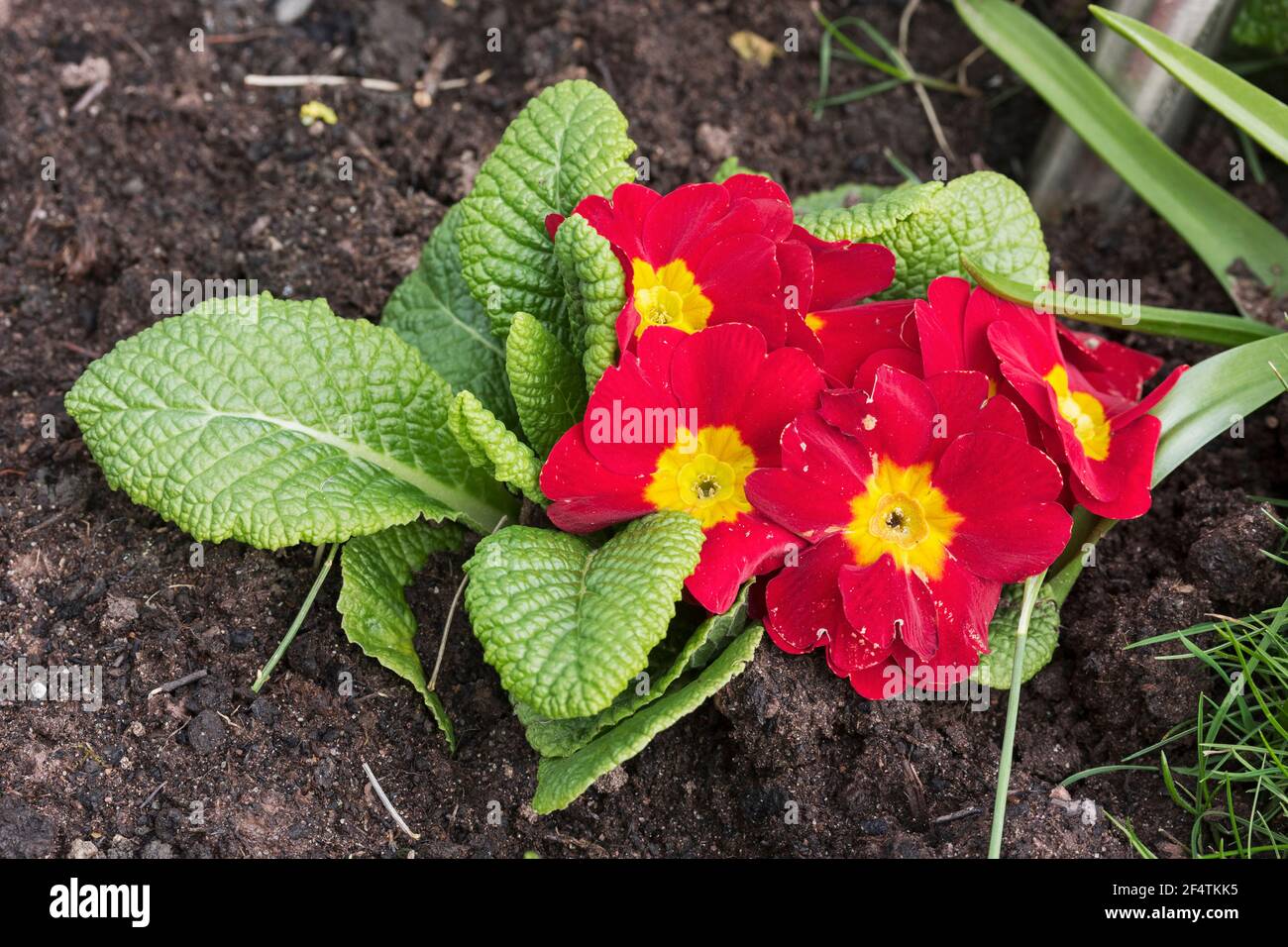 Primrose crescendo bright red hi-res stock photography and images - Alamy