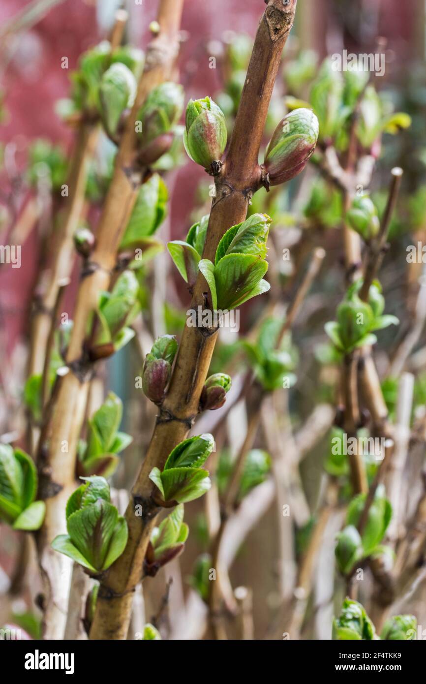 Spring buds of a hydrangea plant Stock Photo - Alamy