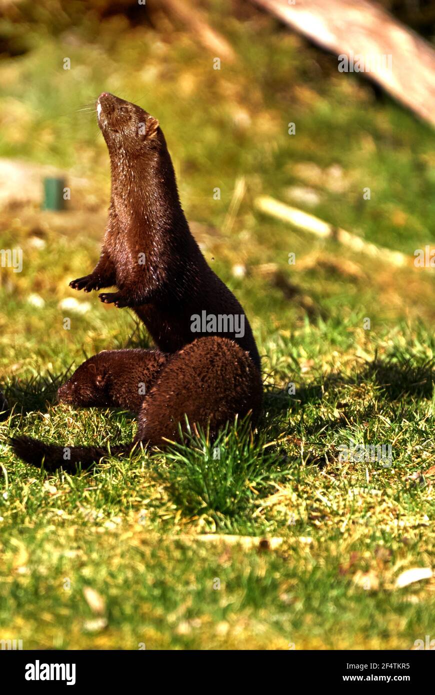 Mink habitat hi-res stock photography and images - Alamy