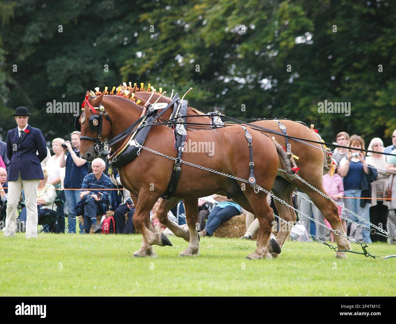 Suffolk Punch Horses High Resolution Stock Photography and Images - Alamy