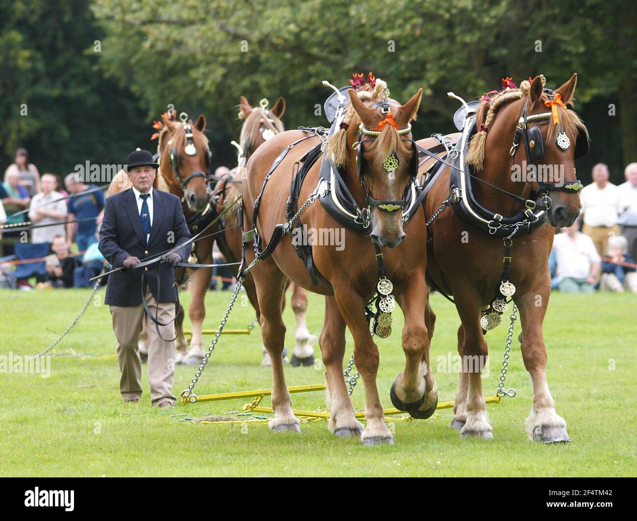 Suffolk punch horses hi-res stock photography and images - Alamy