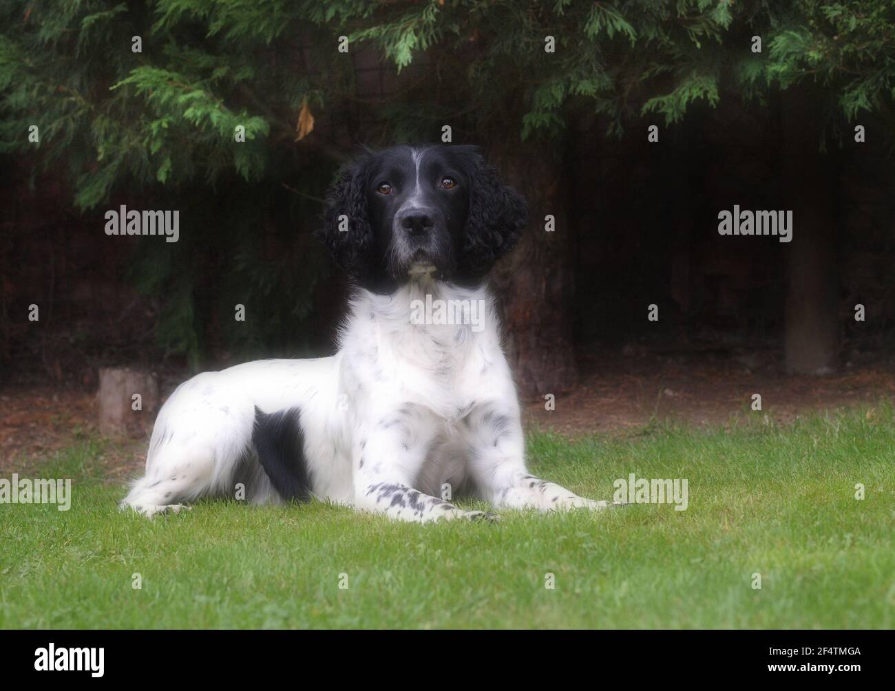 A beautiful black and white Spaniel sitting down in a garden Stock ...
