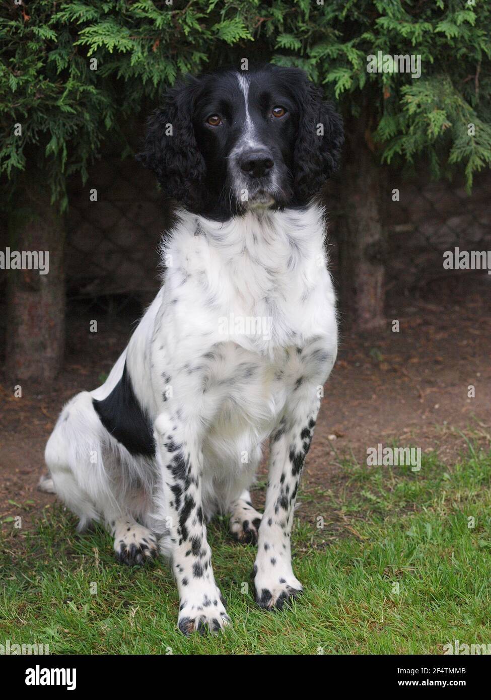 Black spaniel dog laying down hi-res stock photography and images - Alamy
