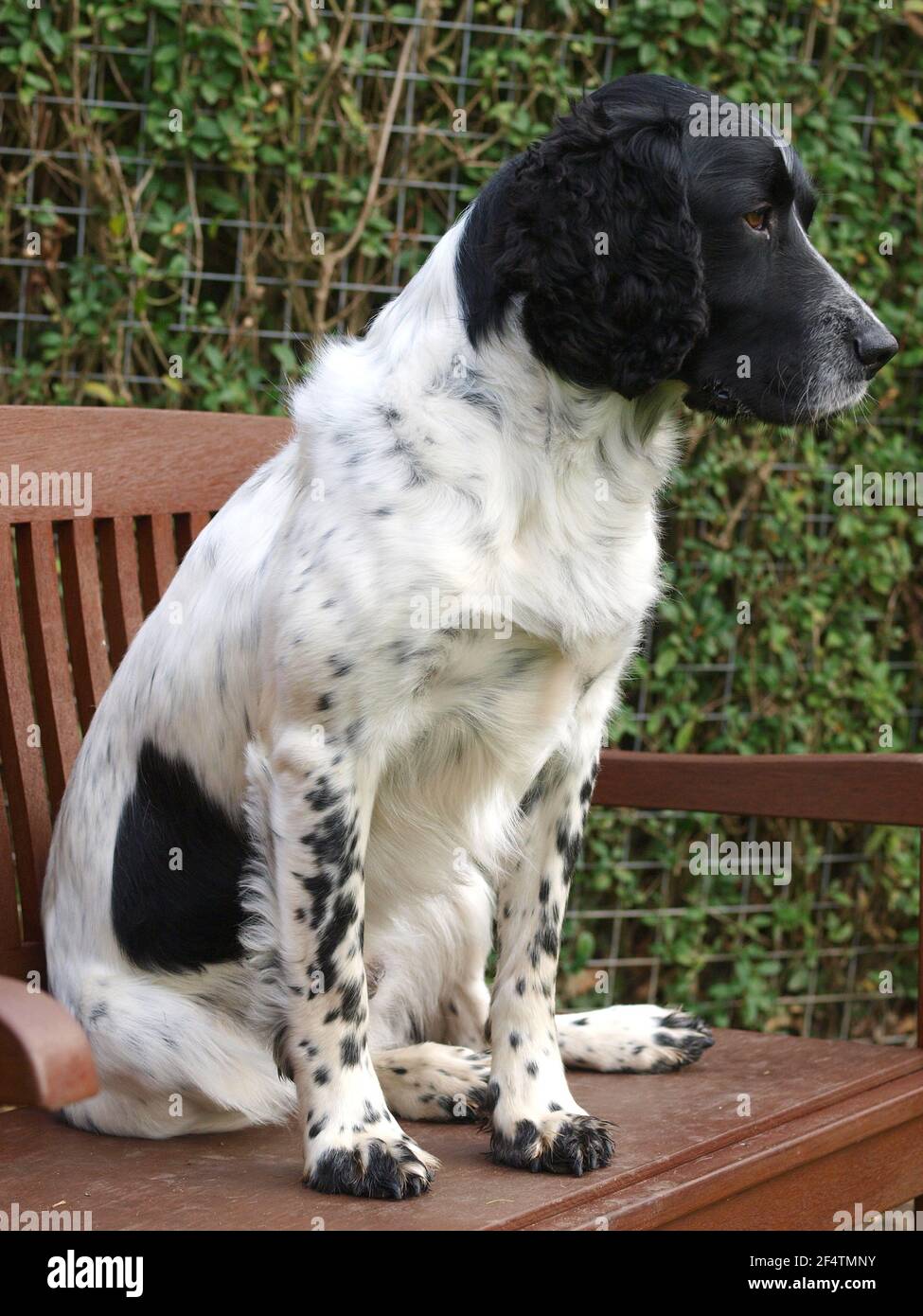 A beautiful black and white Spaniel sitting down on a bench Stock Photo ...