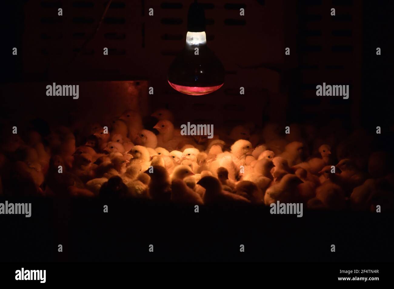 Artificial lighting in Poultry Farm For Breeding Chickens Stock Photo ...