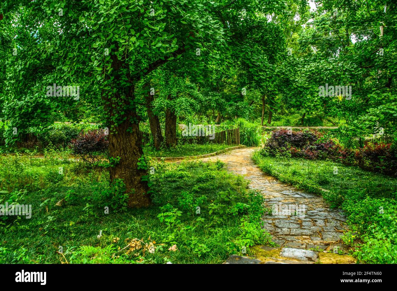 The pathway in garden in spring Stock Photo - Alamy