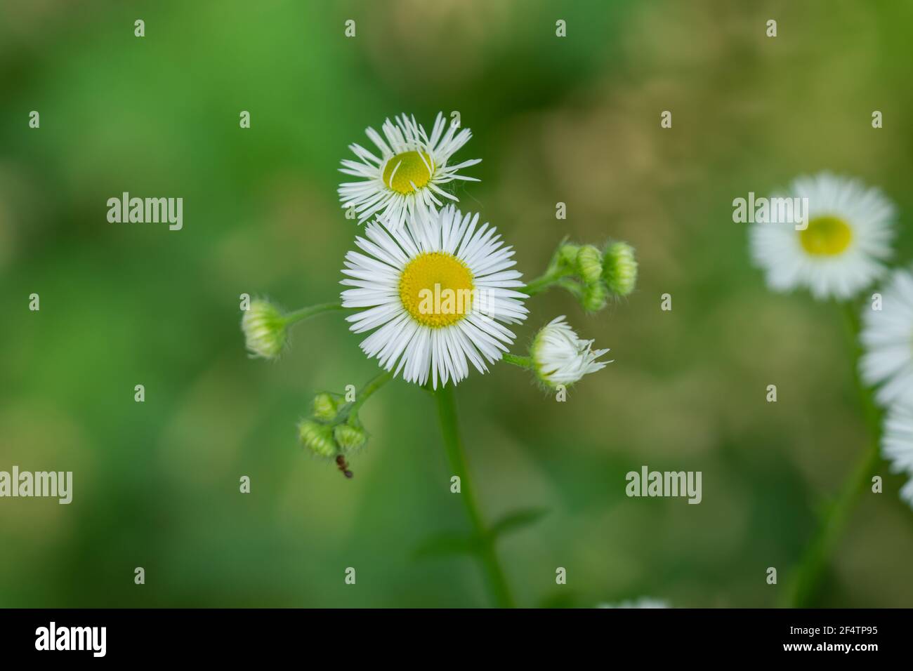 Fleabane Flowers in Bloom in Summer Stock Photo - Alamy