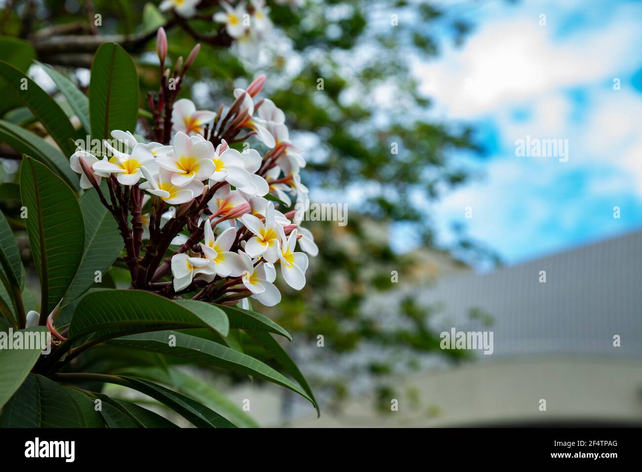 Frangipani in the garden hi-res stock photography and images - Alamy
