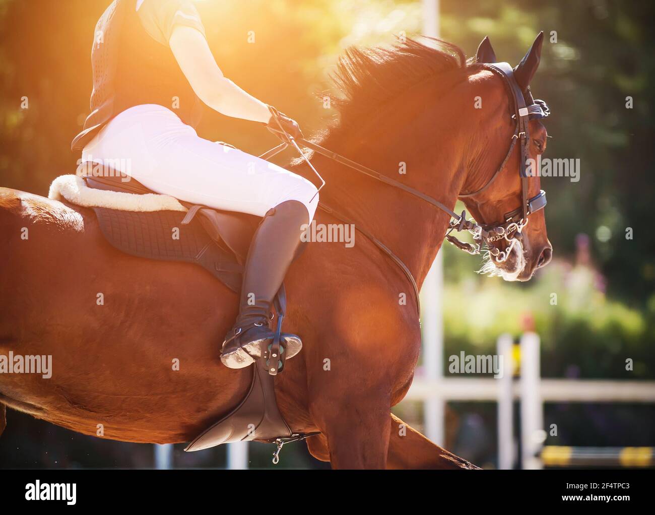 Woman riding horse fast hi-res stock photography and images - Alamy