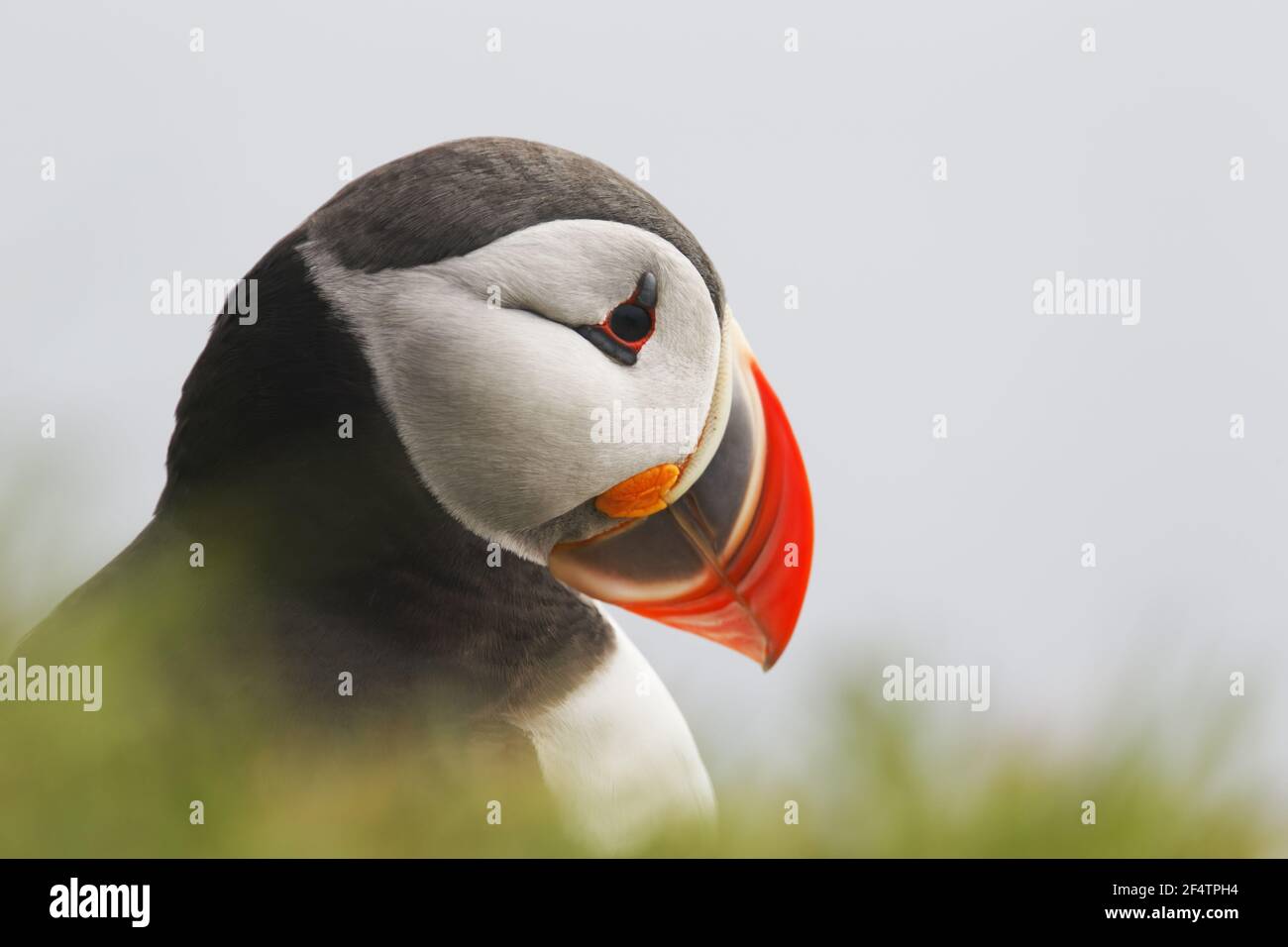 Puffin head hi-res stock photography and images - Alamy