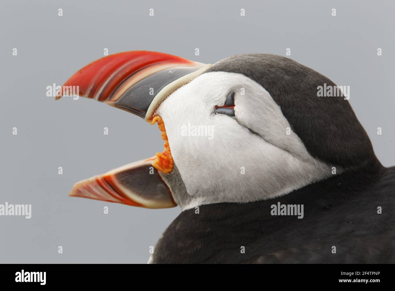 Puffin head hi-res stock photography and images - Alamy