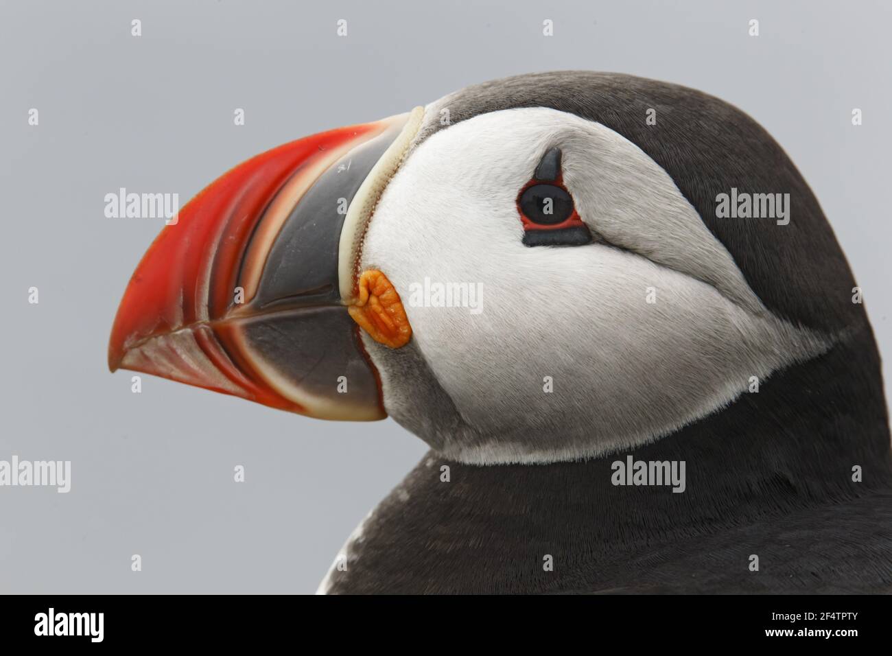 Puffin head hi-res stock photography and images - Alamy