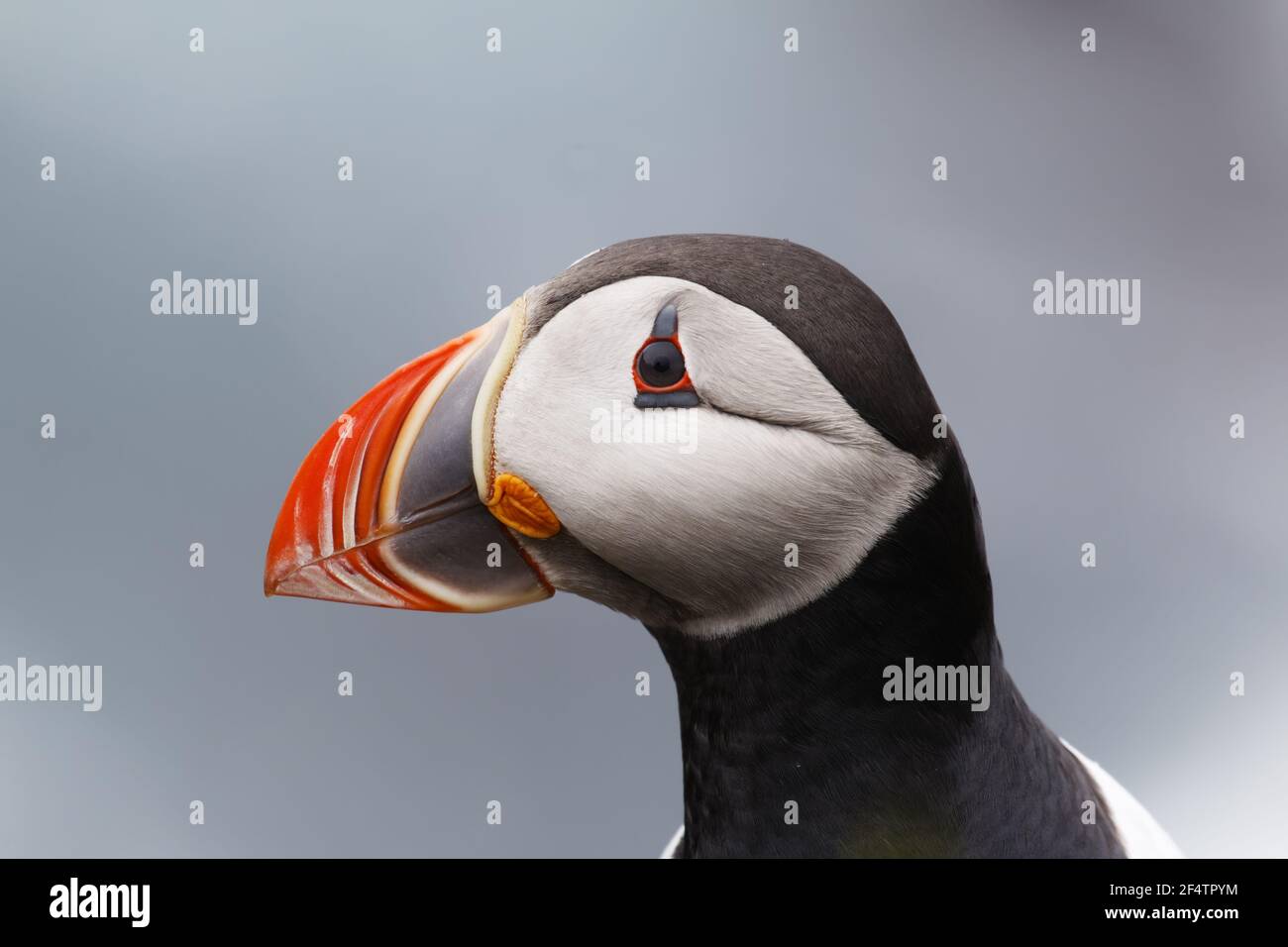 Puffin head hi-res stock photography and images - Alamy