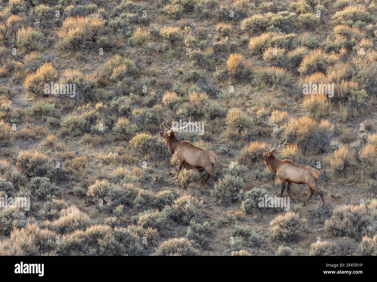 Bull Elk in Wyoming During the Rut in Autumn Stock Photo - Alamy