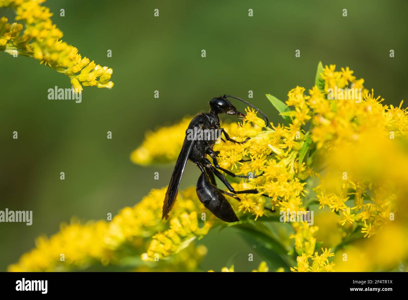 Great black digger wasp hi-res stock photography and images - Alamy