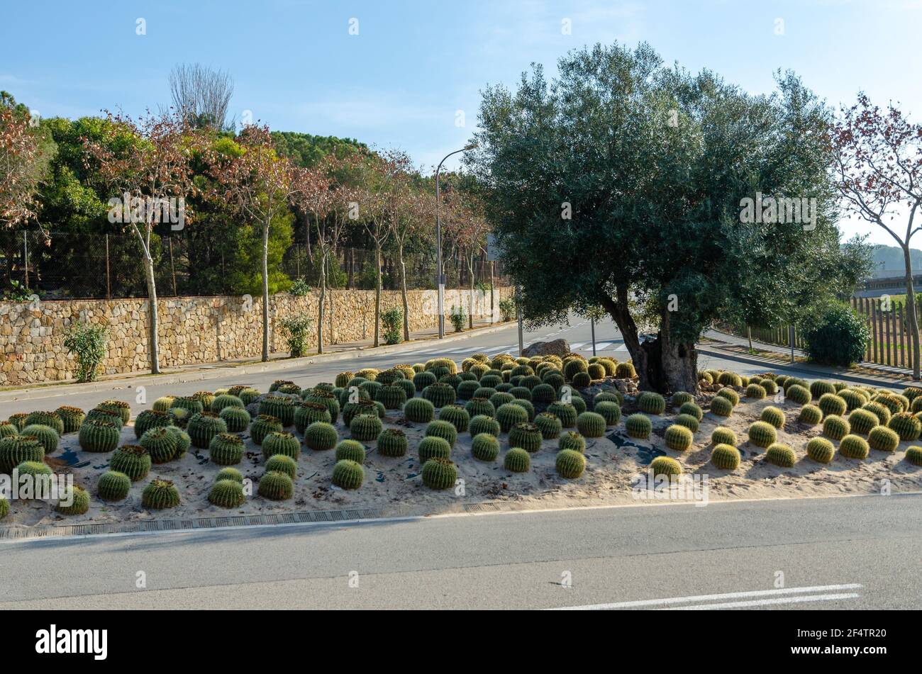 Round Cacti growing around a tree at Montjuic mountain, Barcelona ...