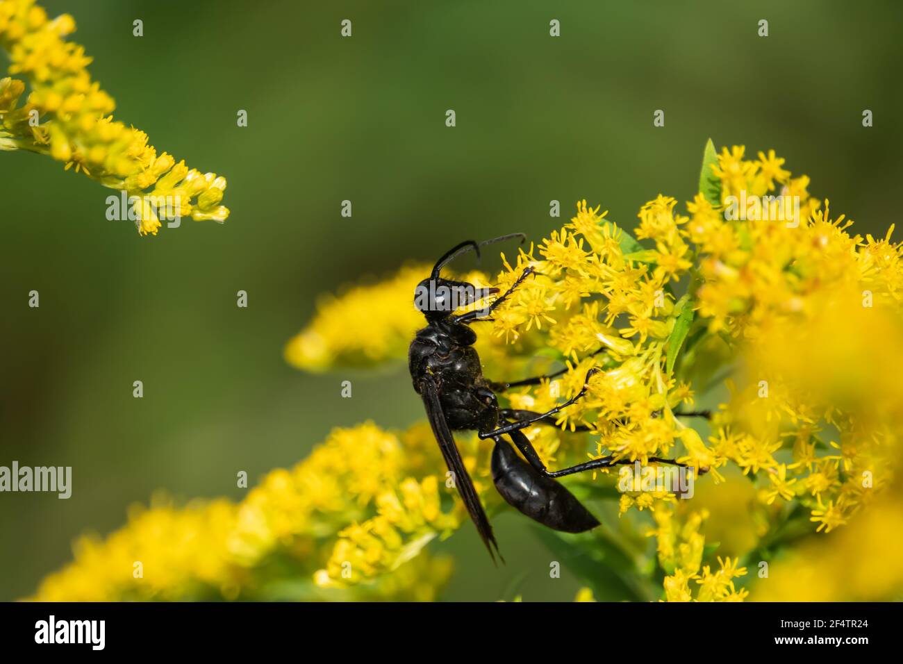 Great Black Digger Wasp on Goldenrod Flowers Stock Photo - Alamy
