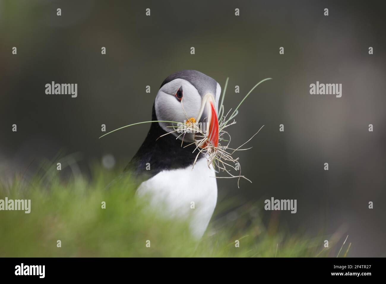 Atlantic puffin gathering nesting material hi-res stock photography and ...