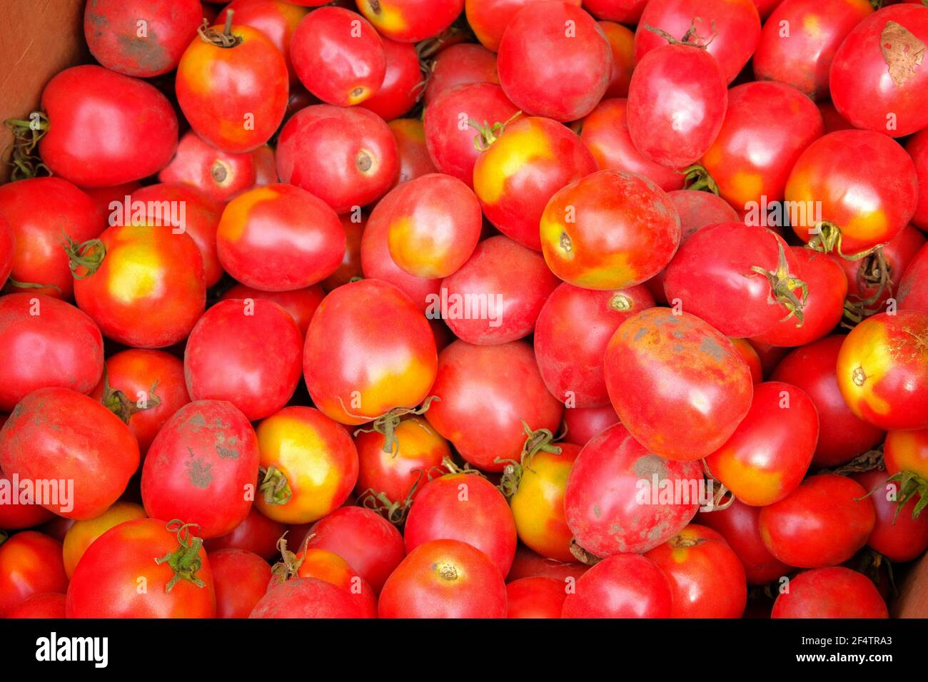 Many red different tomatoes are stained with earth. Tomatos sale after ...