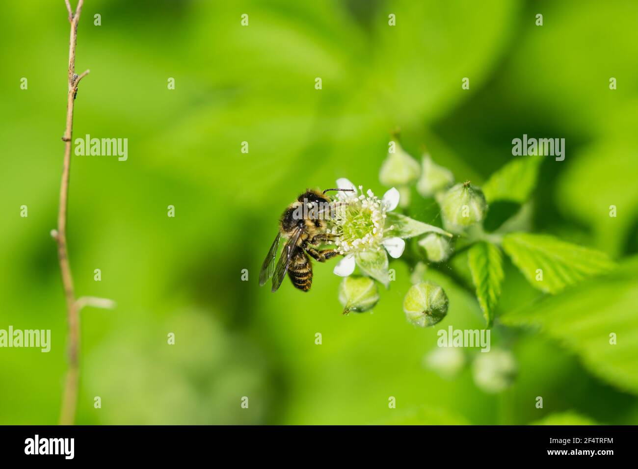 Black raspberry plant wildlife hi-res stock photography and images - Alamy