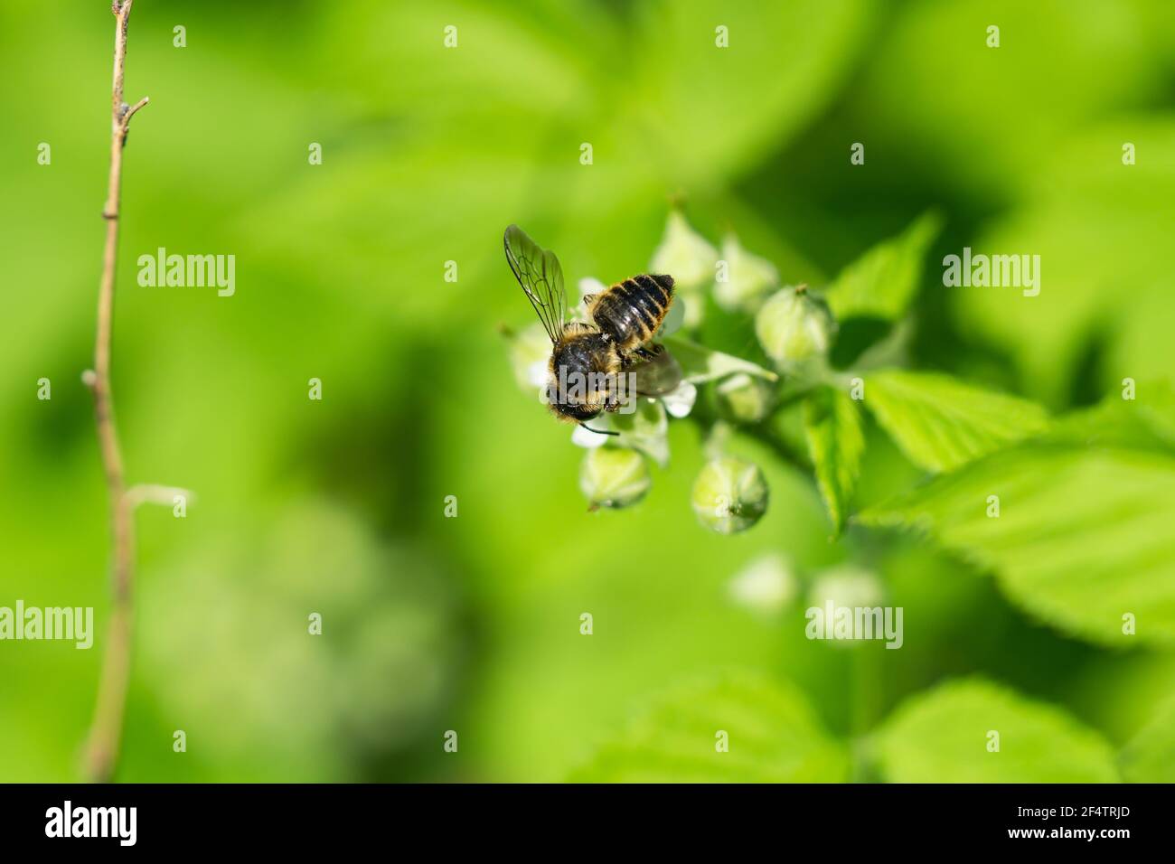 Black raspberry plant wildlife hi-res stock photography and images - Alamy