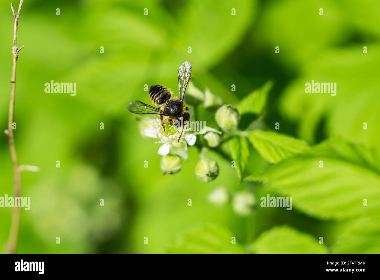 Black raspberry plant wildlife hi-res stock photography and images - Alamy
