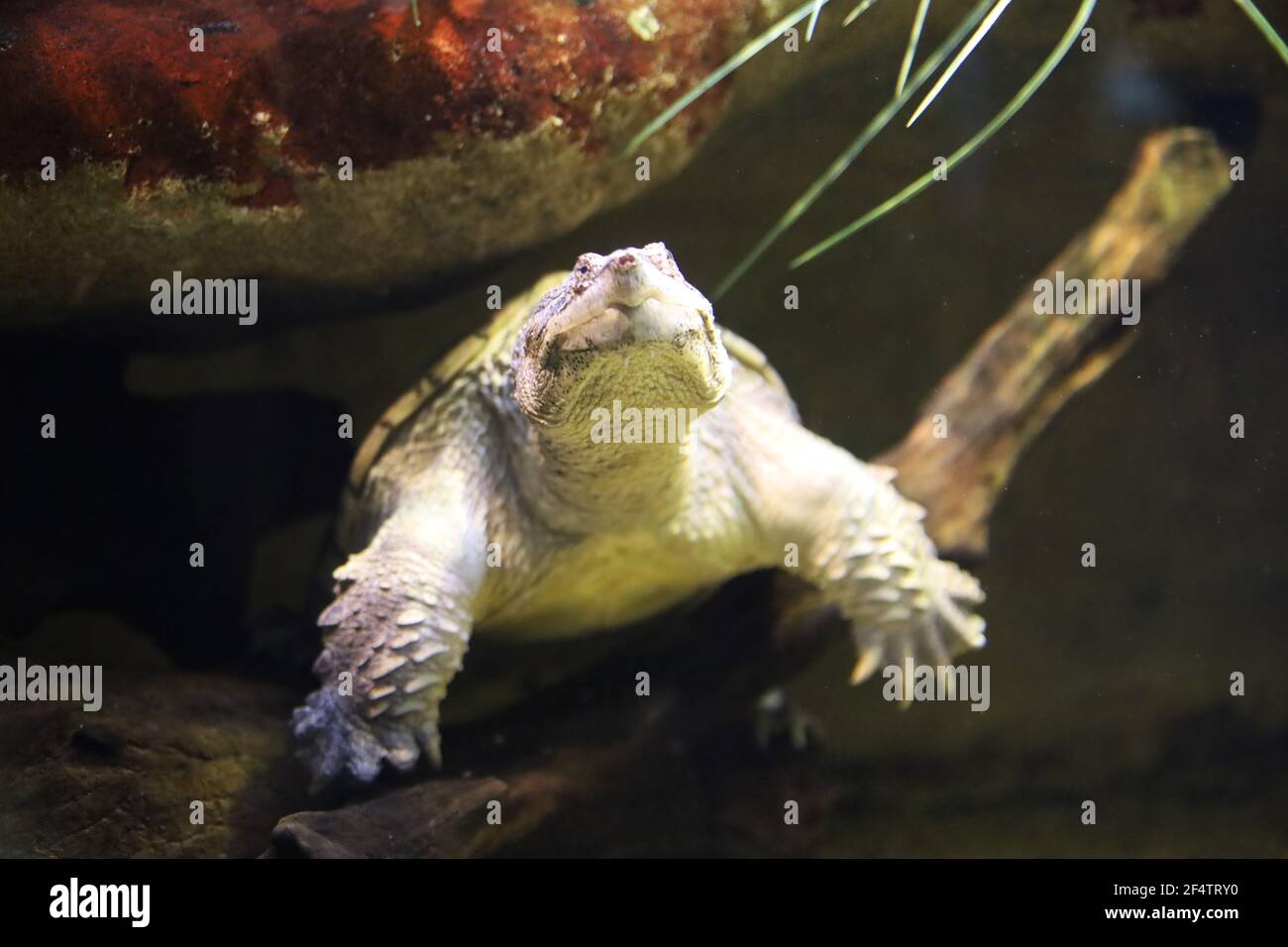 Oklahoma Aquarium High Resolution Stock Photography and Images - Alamy